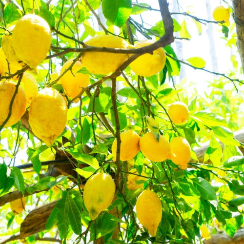 Best Limoncello - Authentic Italian Liqueur in the Netherlands ...